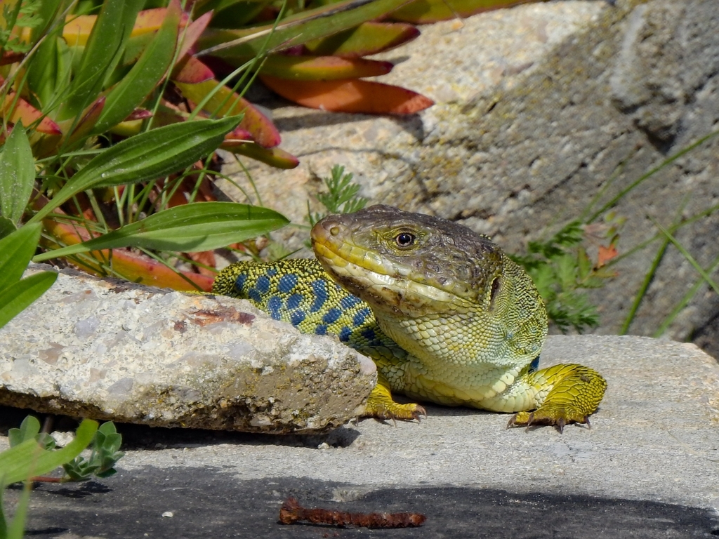 Ocellated lizard in March 2021 by Luís Lourenço · iNaturalist
