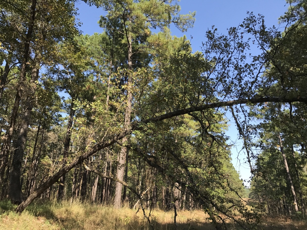 Bottomland Post Oak (Quercus similis) - Botanical Realm