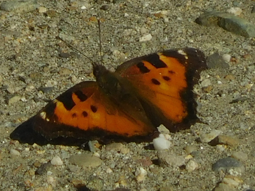 California Tortoiseshell from El Dorado County, CA, USA on October 28 ...