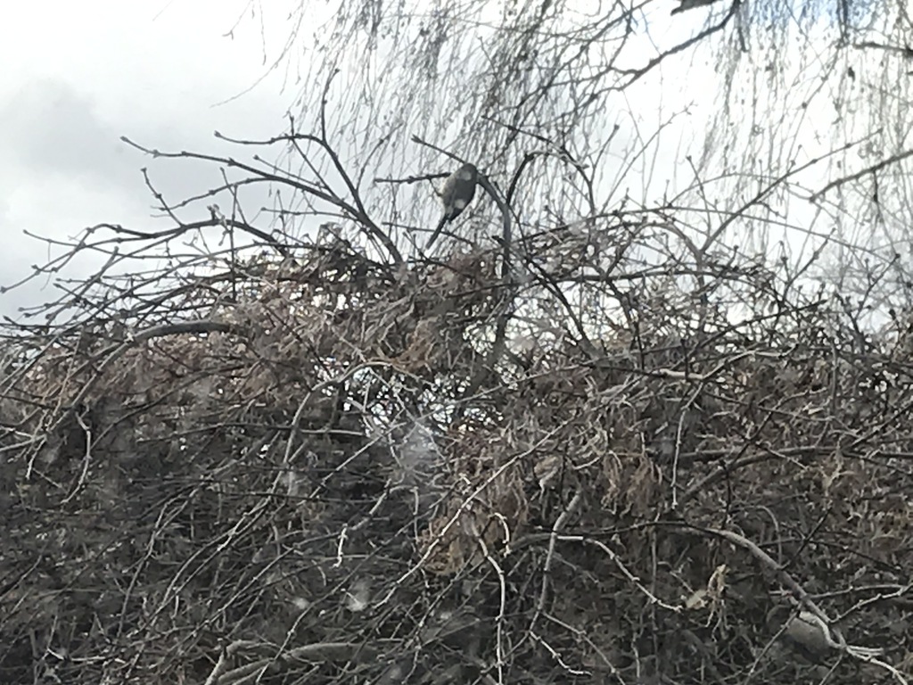 Black-capped Chickadee from Lebanon, OR 97355, USA on March 07, 2021 at ...