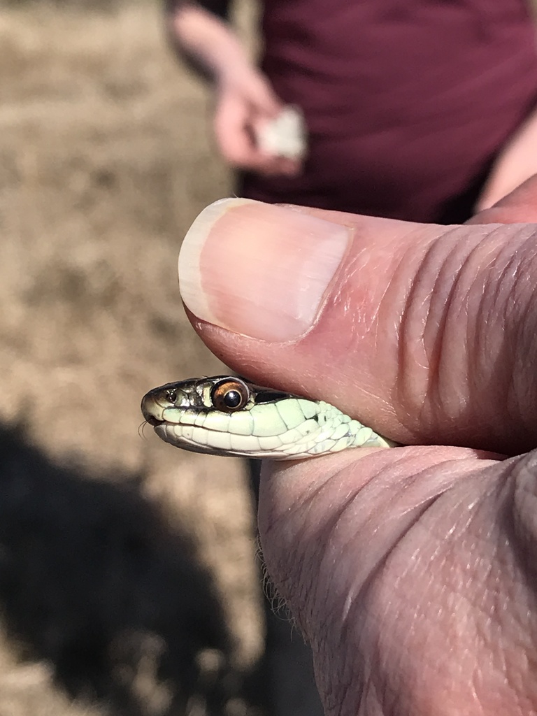 Western Ribbon Snake from Highlands-Perkins, Baton Rouge, LA, US on ...
