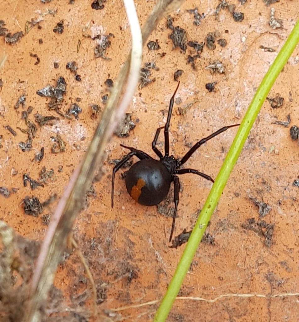 Redback Spider from Bangholme, VIC, Australia on February 10, 2020 at ...