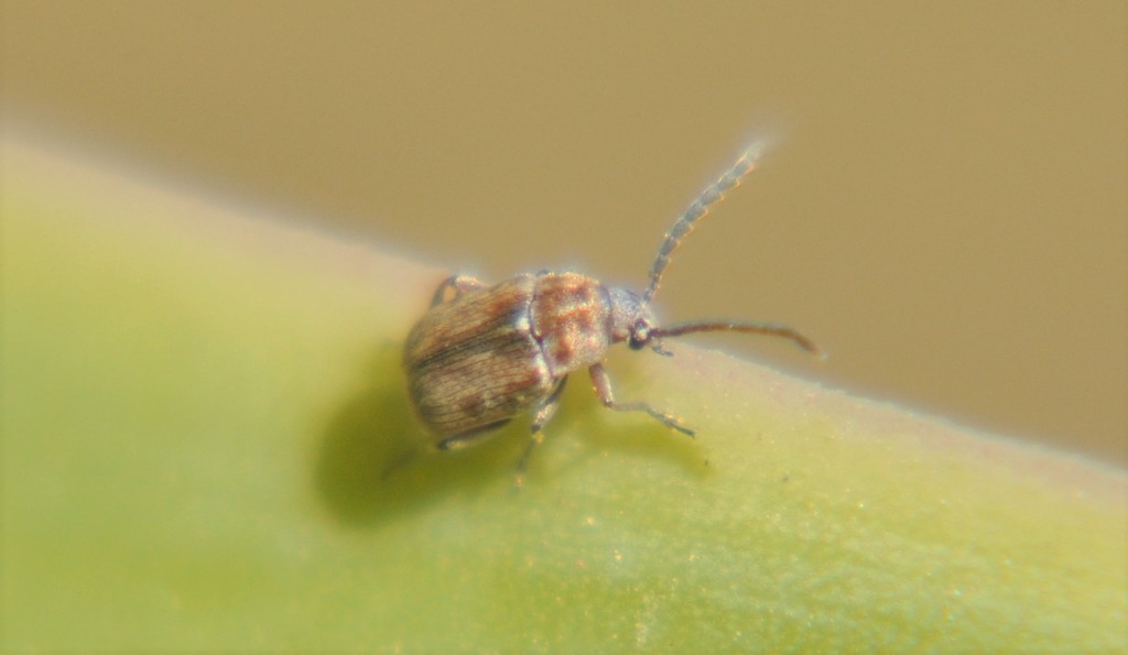 Pea and Bean Weevils from Fraccionamiento Vista Real, Corregidora, Qro ...