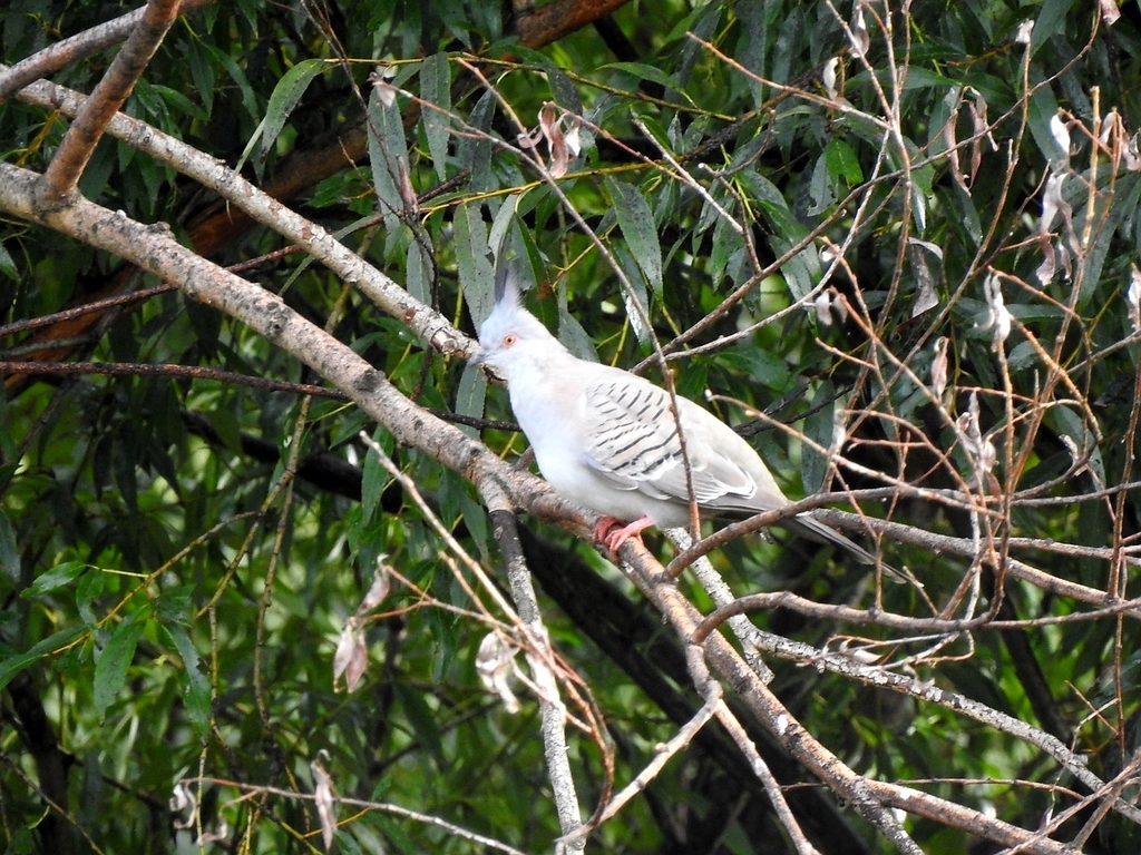 Crested Pigeon from Peelwood NSW 2583, Australia on March 8, 2021 at 10 ...