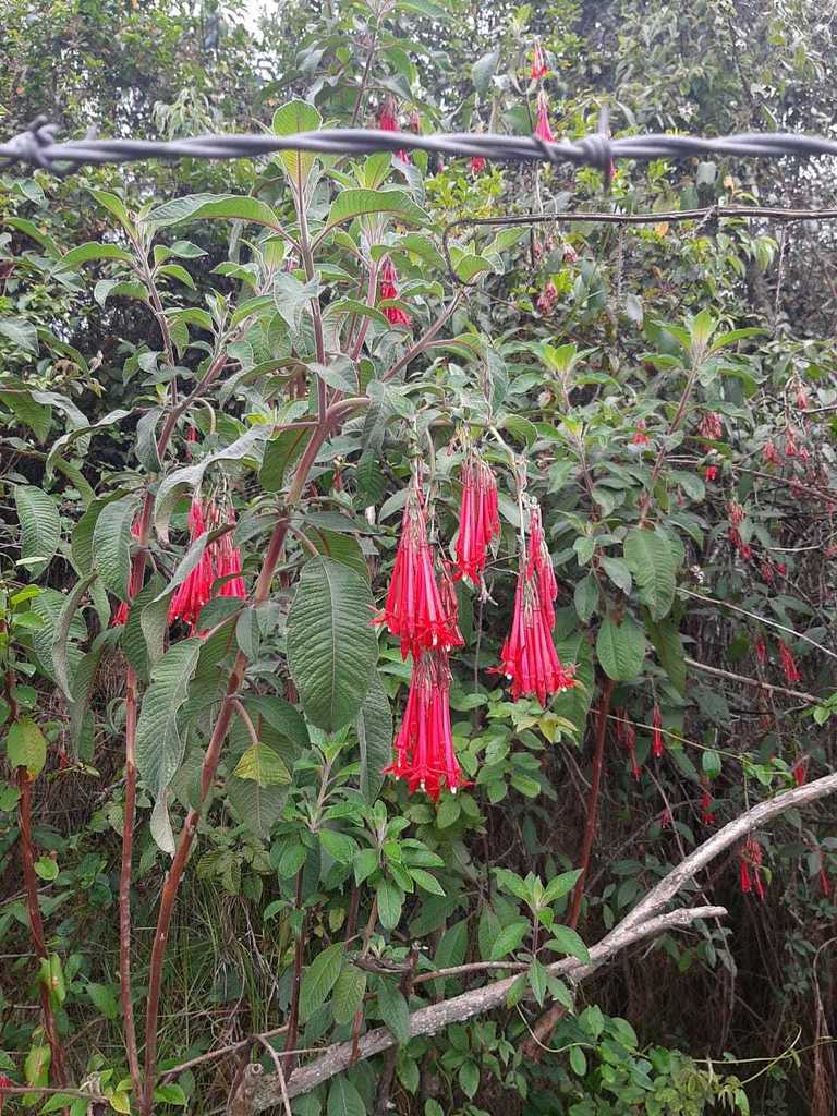 fuchsias from Usaquén, Bogotá, Colombia on March 7, 2021 at 08:33 PM by ...