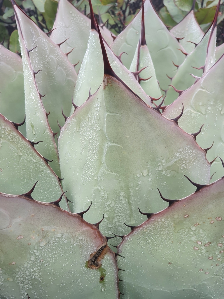 Whale's Tongue Agave from Mina, N.L., México on March 07, 2021 at 10:58 ...