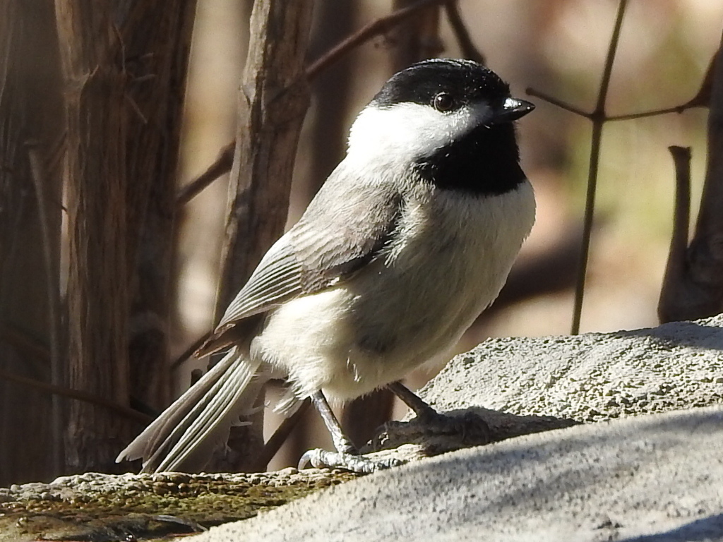 Carolina Chickadee from Parker County, TX, USA on March 7, 2021 at 04: ...
