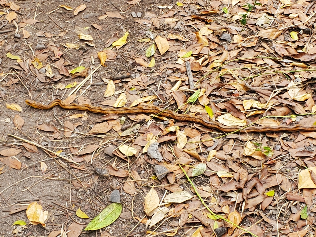 Eastern Ratsnake from Key West, FL 33040, USA on March 6, 2021 at 03:23 ...