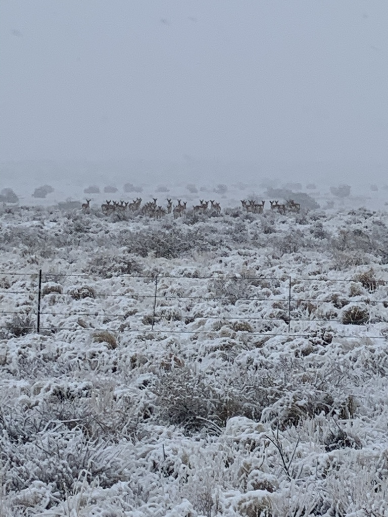 Pronghorn from Concho, AZ, US on January 19, 2021 at 08:32 AM by navajo ...