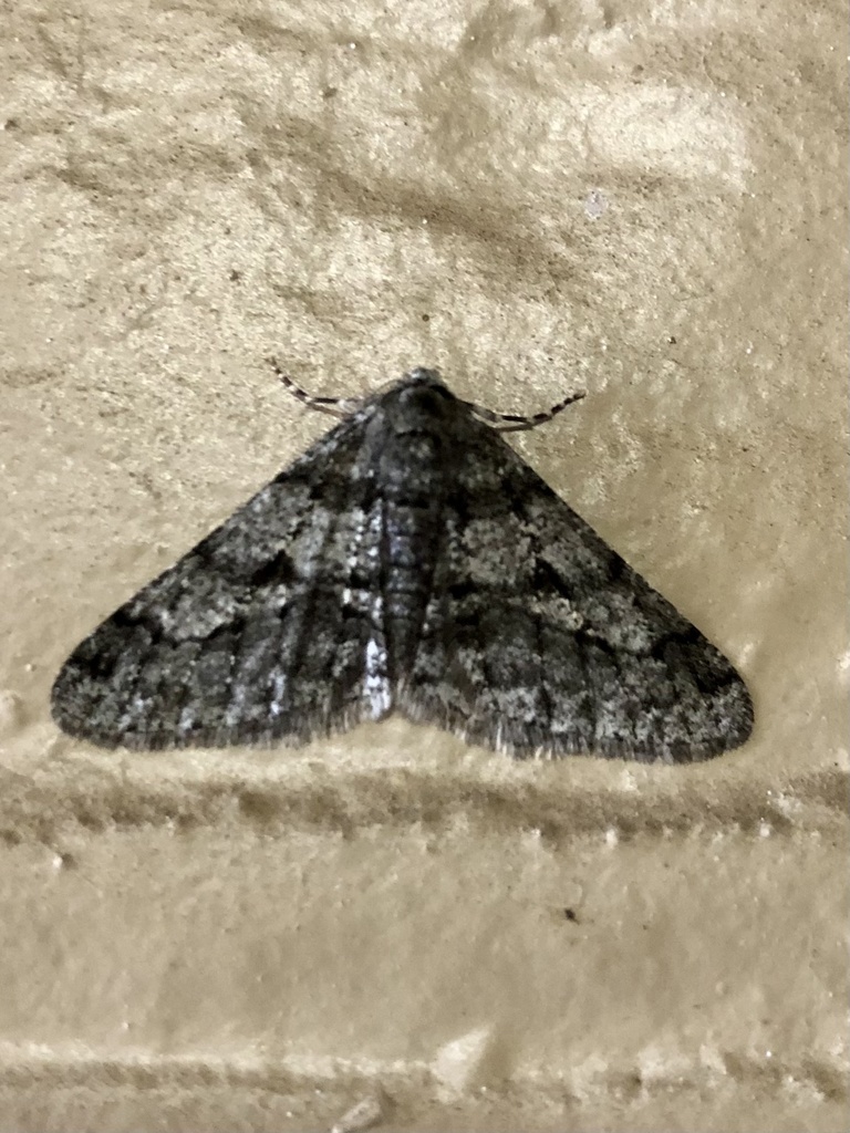 Half-wing Moth from Murphy Dr, Bedford, TX, US on March 07, 2021 at 11: ...