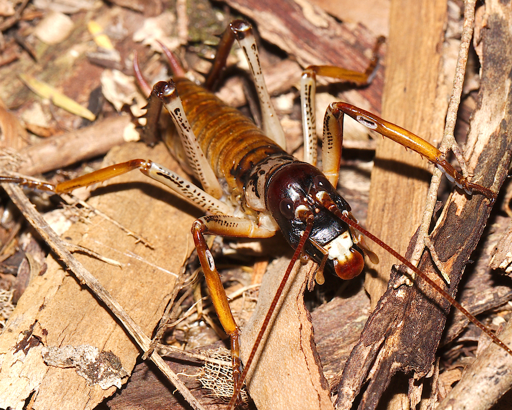 Auckland Tree Weta from Okura Bush, New Zealand on February 28, 2021 at ...