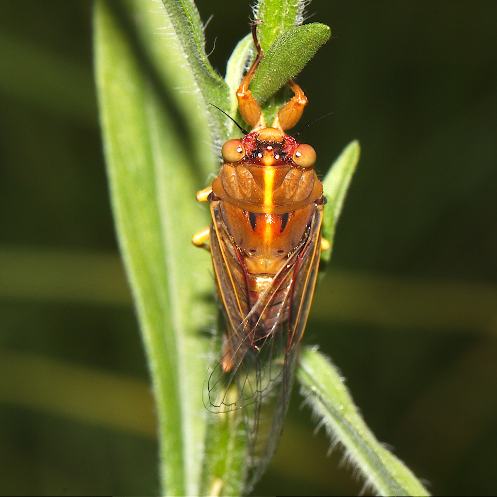 Northern Snoring Cicada from Okura Bush, New Zealand on March 08, 2021 ...