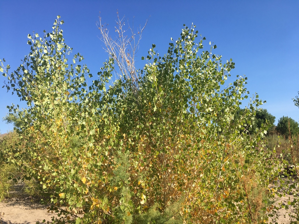 Fremont Cottonwood (Populus fremontii) - Botanical Realm