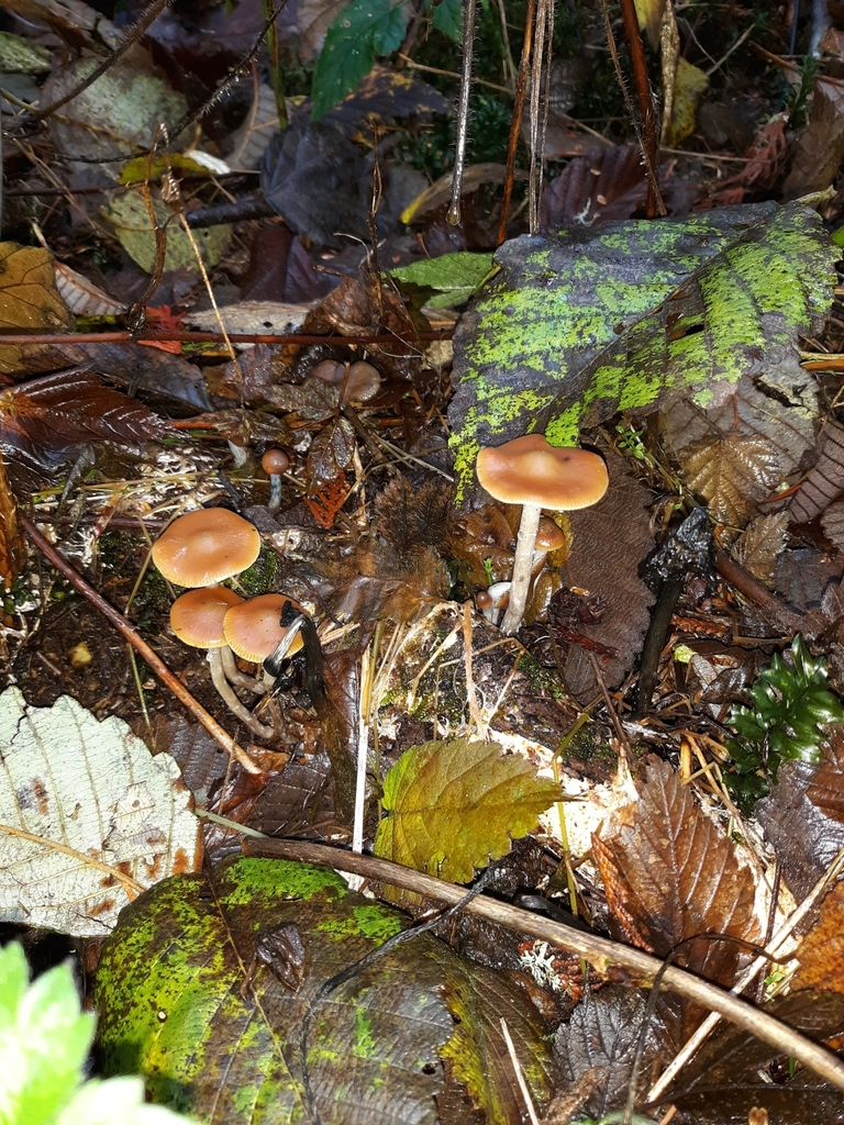 Wavy Cap in November 2020 by maxbrown666. Found in woods near seasonal ...
