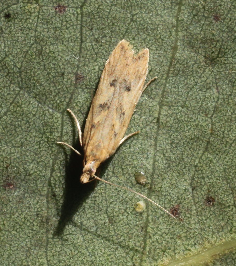 Alfalfa Leaf Tier from Kununurra WA 6743, Australia on March 24, 2010 ...