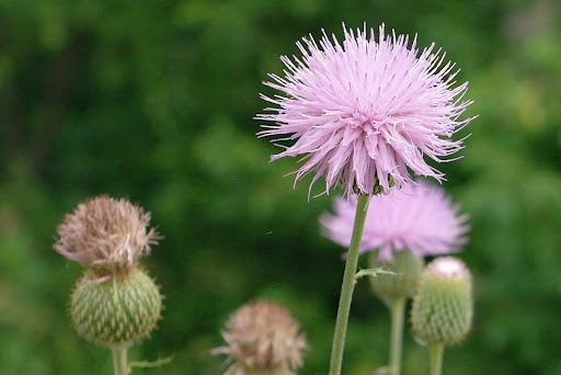 Texas thistle (Plants of Dallas/Fort Worth) · iNaturalist