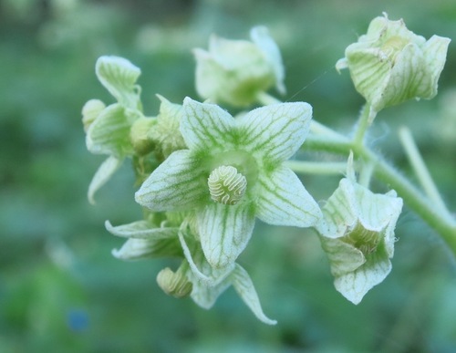 Bur Cucumber (Wildflowers of the Preserve at Shaker Village) · iNaturalist