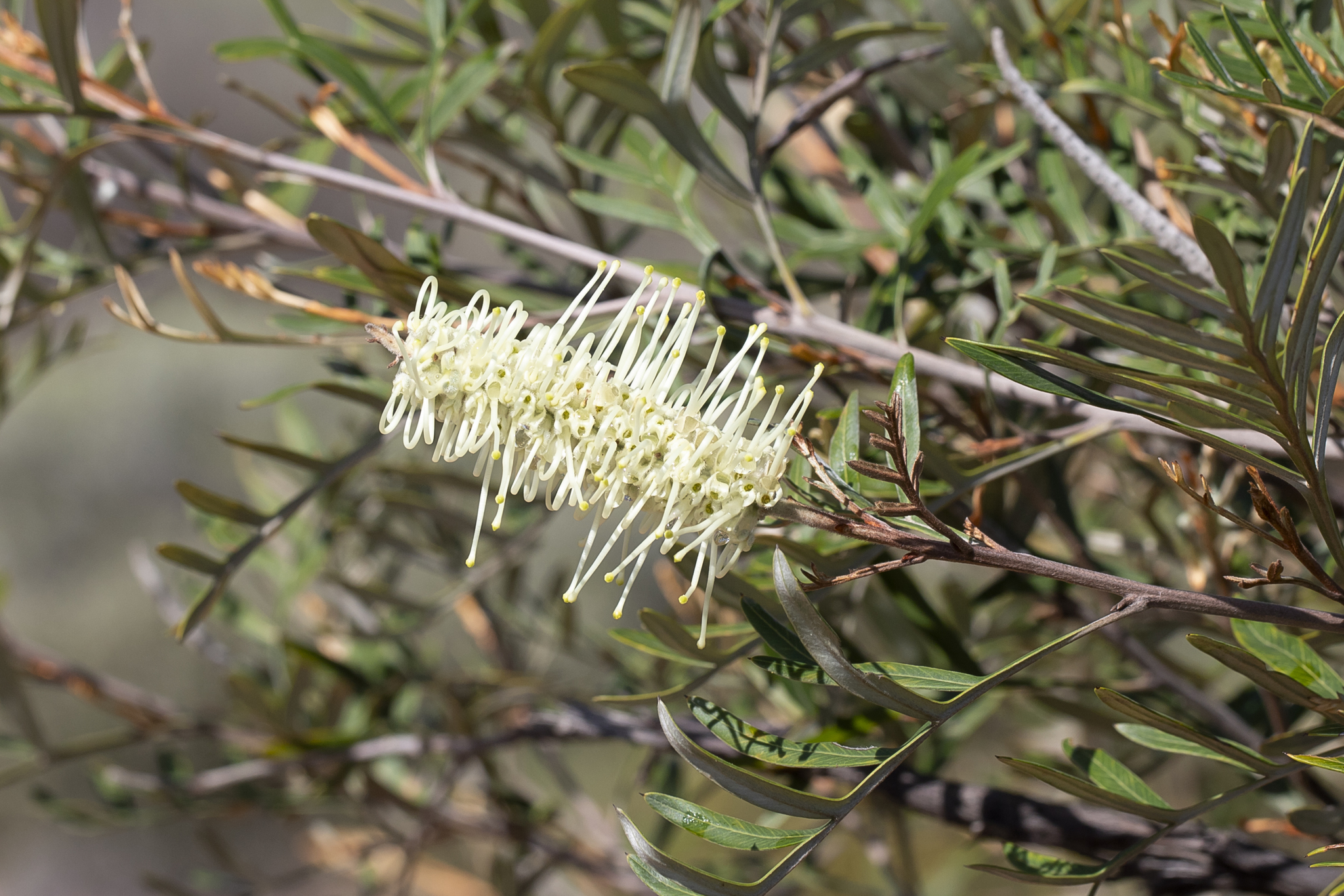 Grevillea sessilis C.T.White & Francis