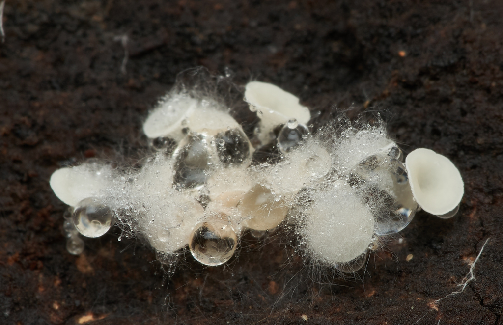 Pin Molds from Hayward Highland, Hayward, CA, USA on March 07, 2021 at ...