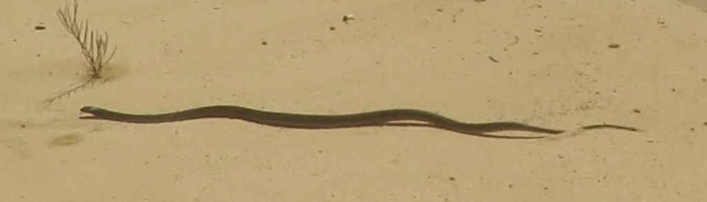 Australian Elapids (inc. Sea Snakes) from Maya WA 6614, Australia on ...