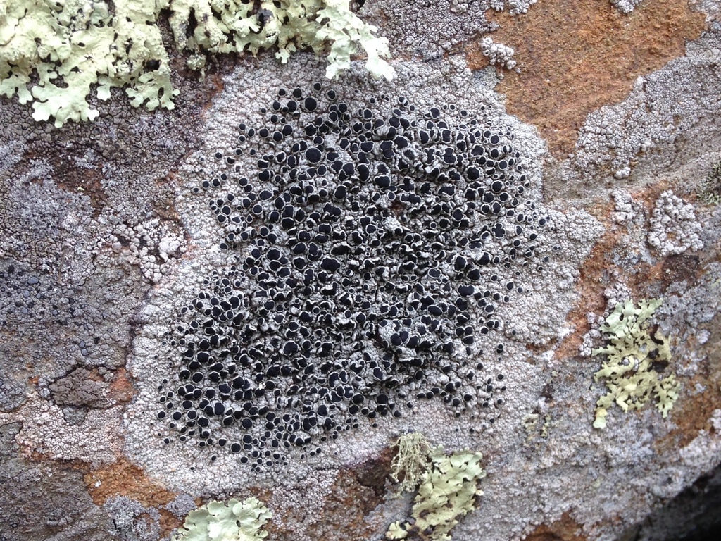 Black-eye Lichen (Fungi of southern Africa) · iNaturalist