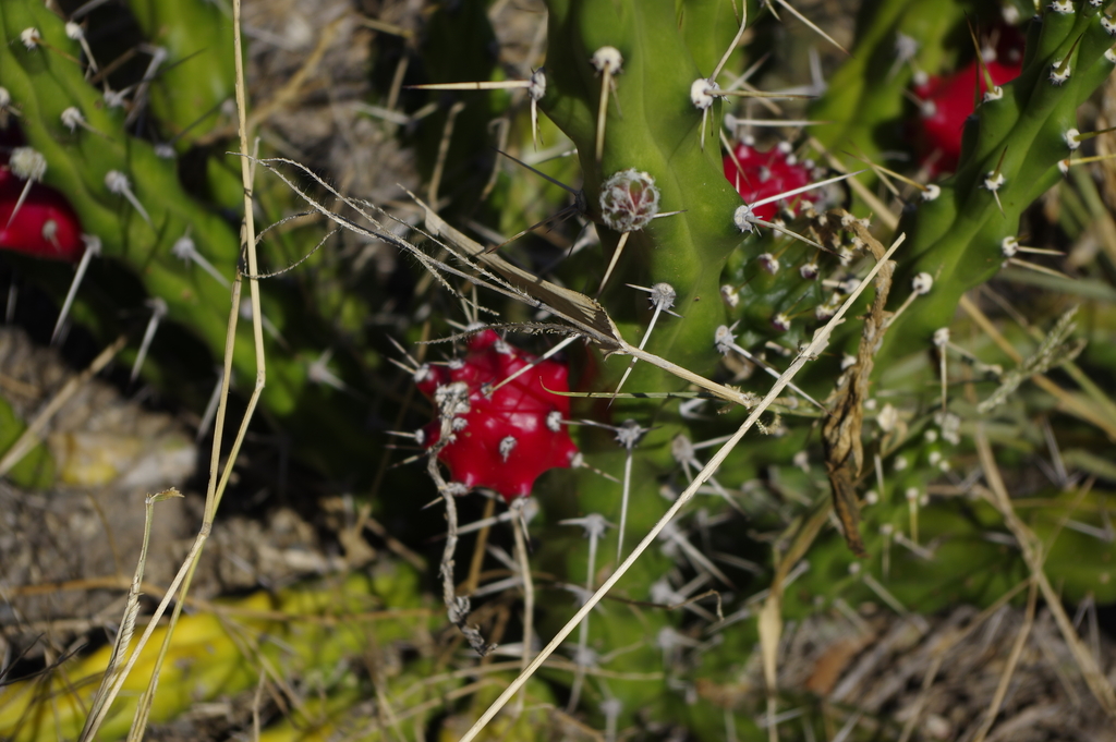 Moon Cactus from Boggabilla NSW 2409, Australia on March 6, 2021 at 02: ...
