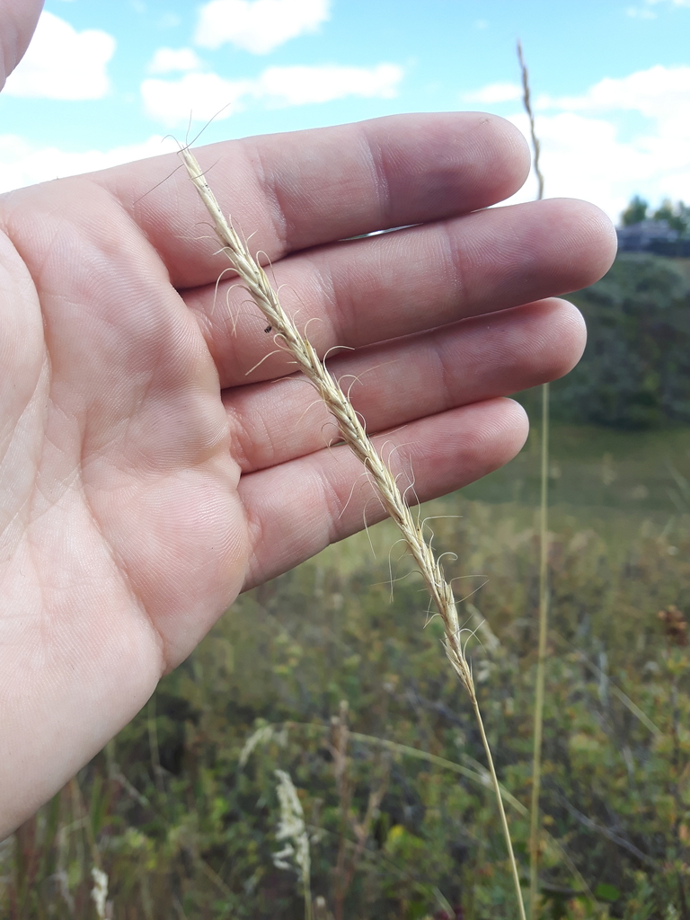 Montana wild rye (Owyhee Grasses) · iNaturalist
