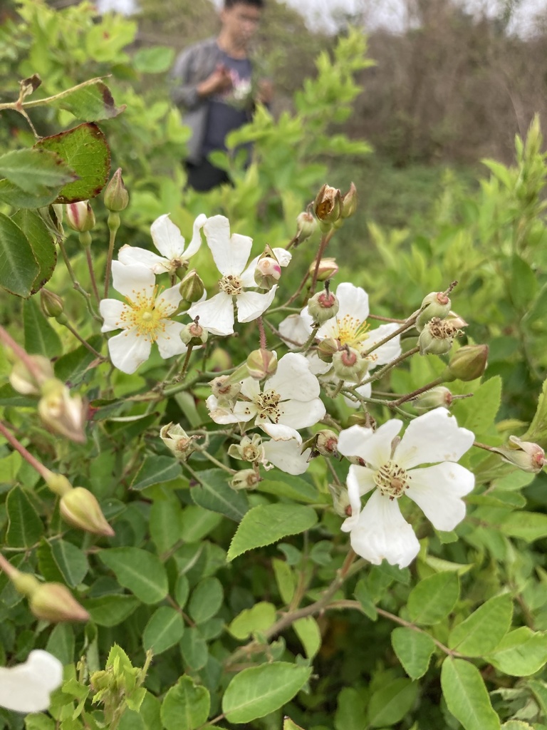 roses in March 2021 by C.Y. Liao. 田邊 · iNaturalist