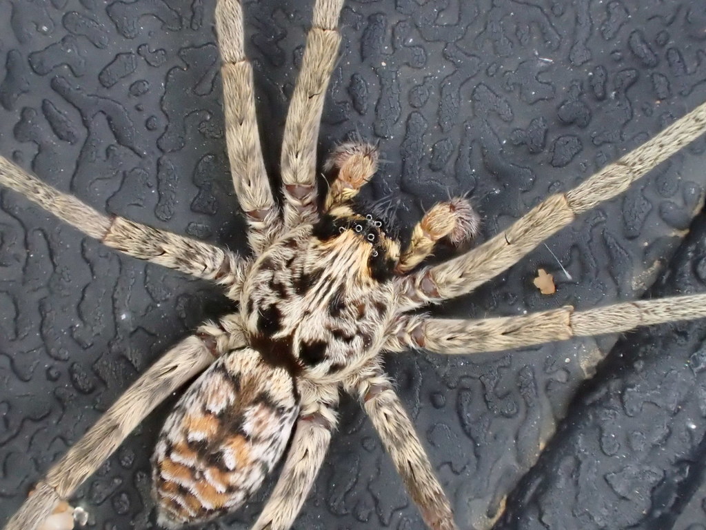 Prowling Spiders from 30km E by N of Swan Reach, S. AUST on March 07 ...