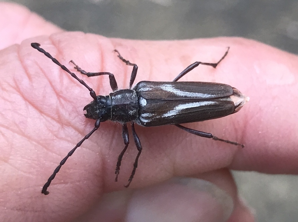 Distichocera fuliginosa from Tasmania, Mersey Forest, TAS, AU on March ...
