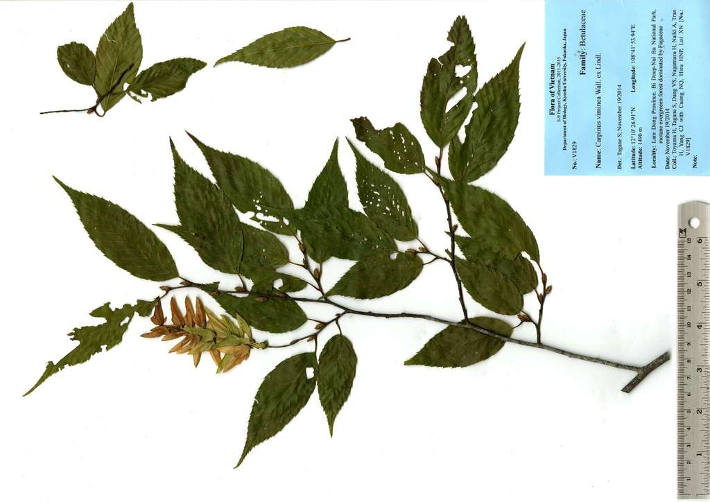 (Carpinus viminea) - Botanical Realm
