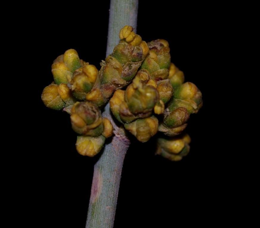 Joint Pine (Flora de la Alcarria de Alcalá) · iNaturalist