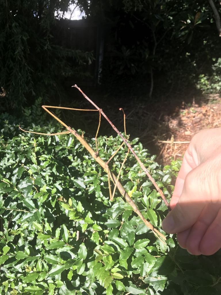 Margin-winged Stick Insect in February 2021 by Jesse de Vries · iNaturalist