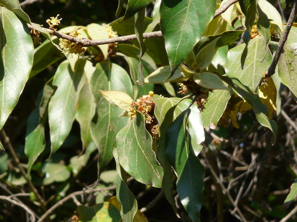 (Actinodaphne angustifolia) - Botanical Realm