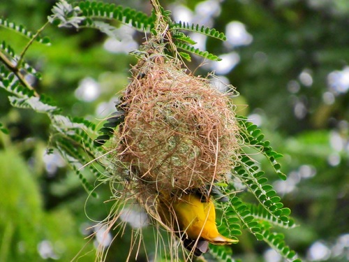 Southern Spectacled Weaver (Subspecies Ploceus ocularis ocularis ...