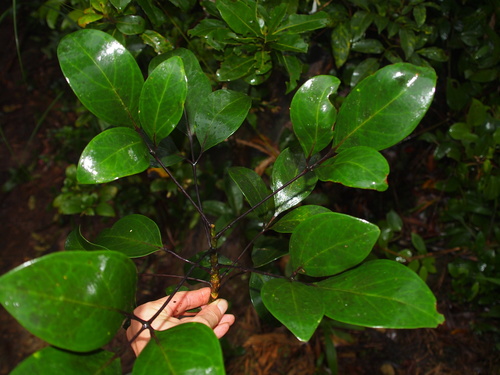 Heptapleurum chevalieri · iNaturalist