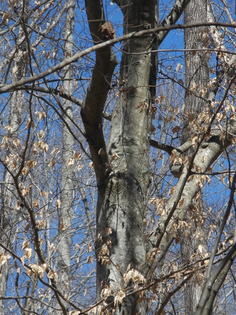 American beech from Chatham County, NC, USA on March 07, 2021 at 10:40 ...