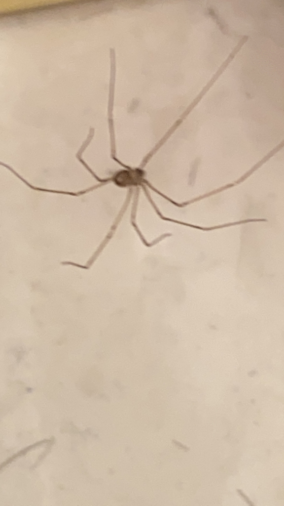 Haplogyne Spiders from Waukesha on March 8, 2021 at 03:31 AM by Joseph ...