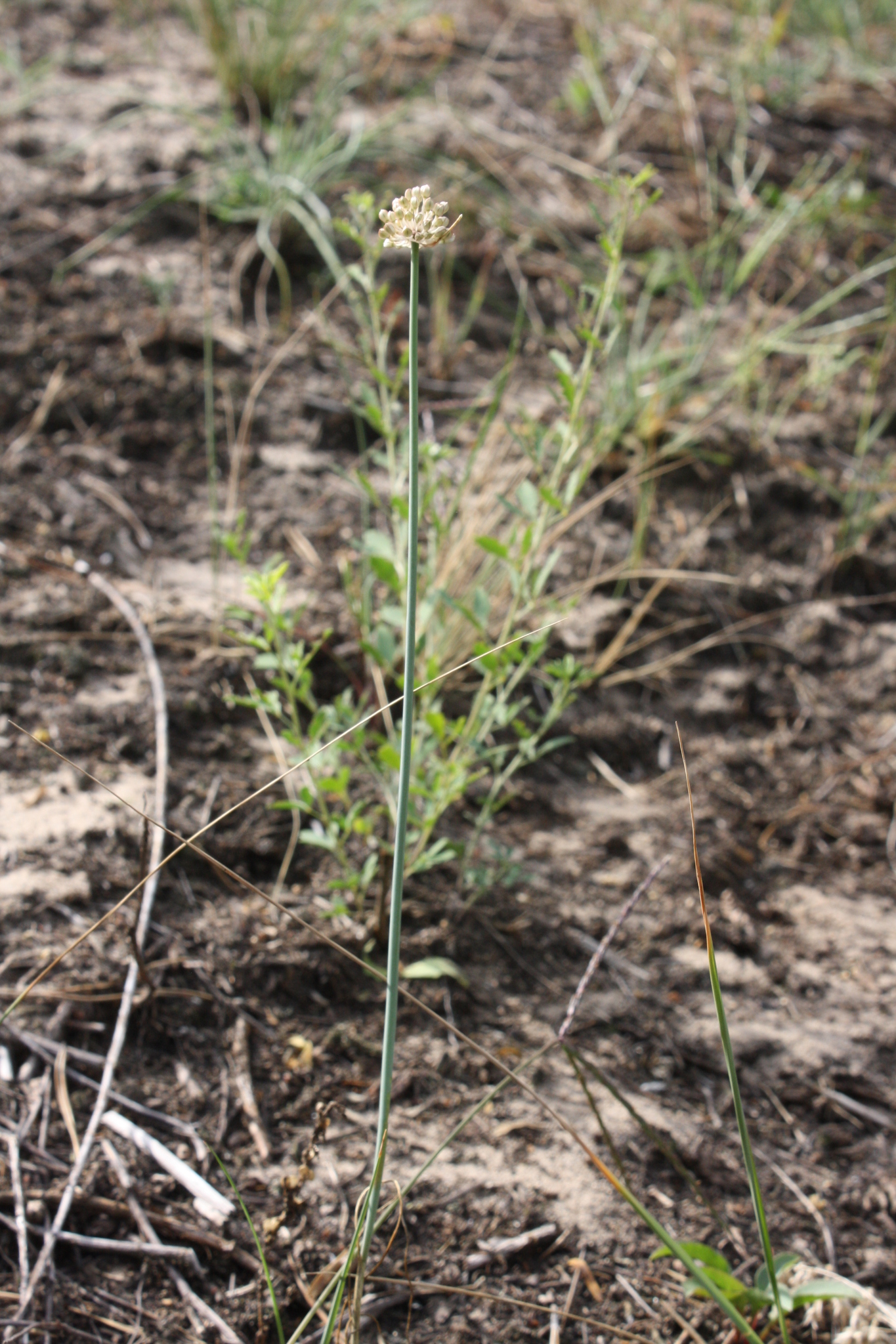 Allium saxatile M.Bieb.