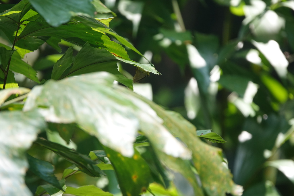 Hasora from Andrews Avenue, Sembawang, Singapore on September 23, 2020 ...