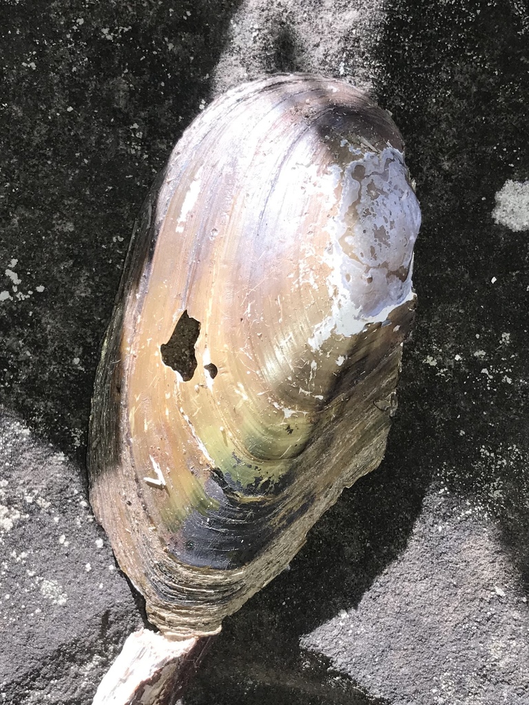 Eastern Floater Mussel from Sandy Lake, Halifax, NS, CA on March 06 ...