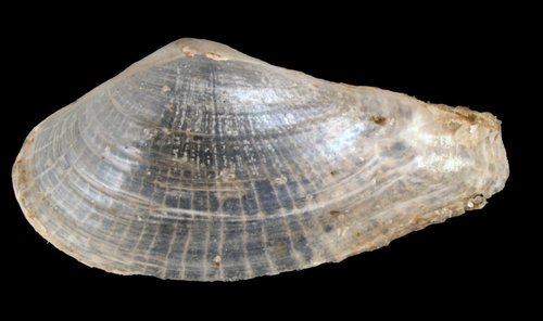 Glassy Lyonsia (Lyonsia hyalina)