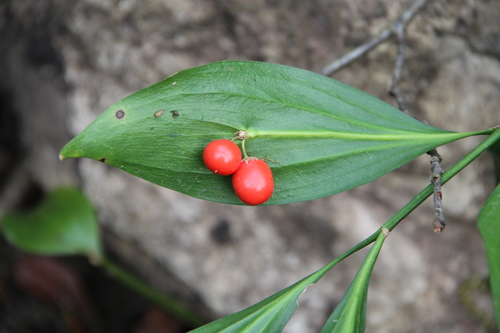 Ruscus colchicus · iNaturalist