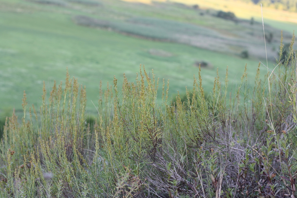 saltwort wormwood from Двуречная, Харьковская область, Украина, 62702 ...