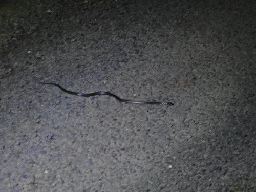 10 Facts About The Small-Eyed Snake (Aus) – Snake Radar