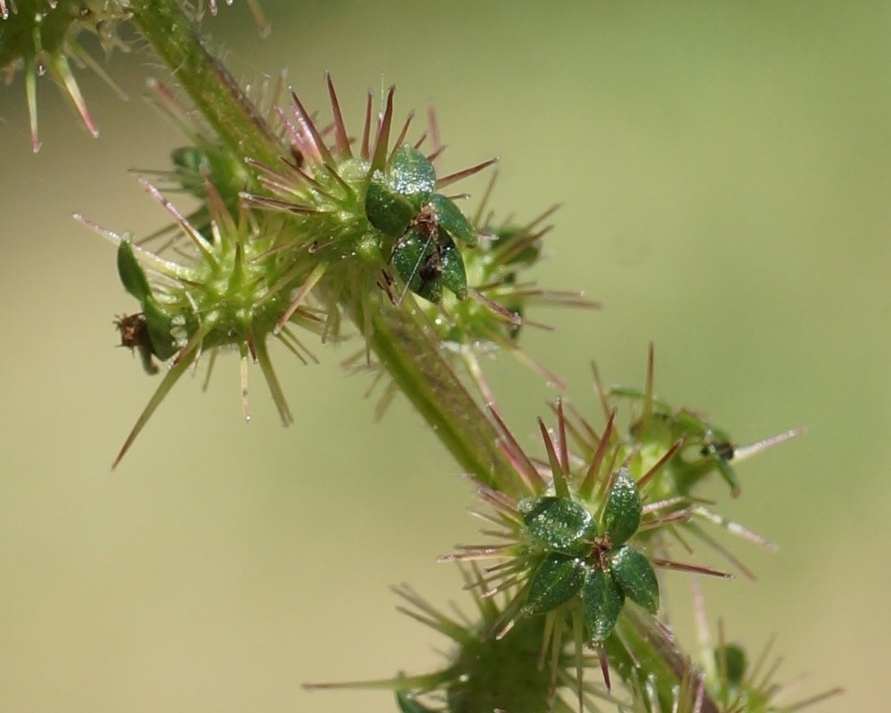 Sheep's Burr (Native Flora of the Victorian Volcanic Plains Part 1 ...