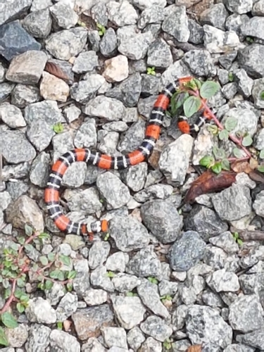 Uruguayan Coralsnake (Micrurus altirostris) - Snakes and Lizards