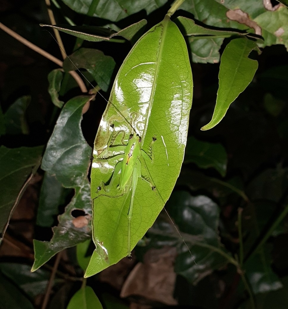 Hexacentrus from Kerala 671314, India on March 08, 2021 at 09:36 PM by ...