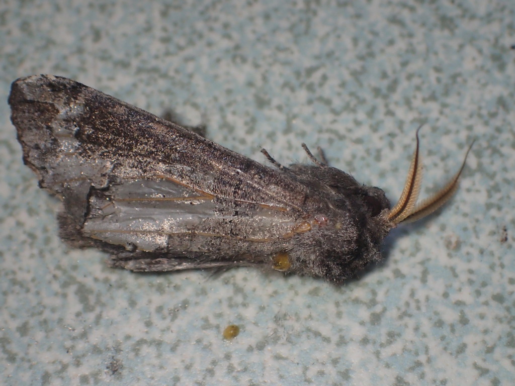 Phalera torpida (Hong Kong Moths - Notodontidae (Prominent Moths 舟蛾科 ...