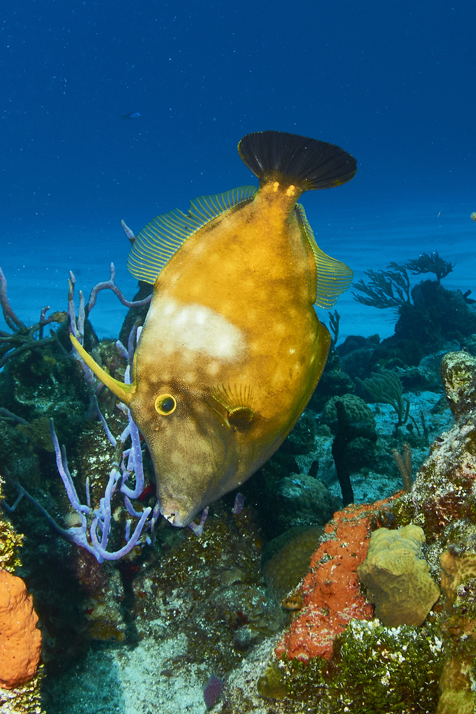 Whitespotted Filefish (Cantherhines macrocerus) - Marine Life ...